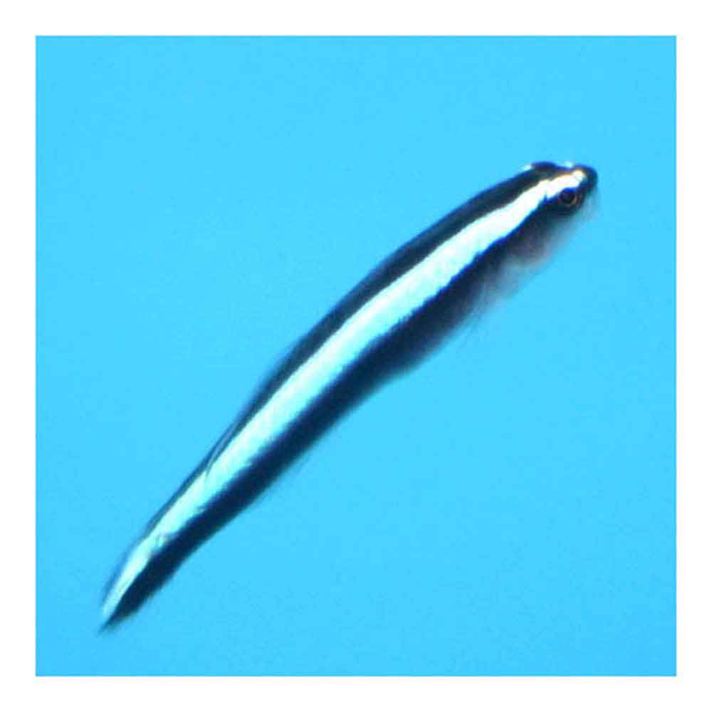 Neon Cleaner Goby - Elacatinus oceanops - Captive Bred