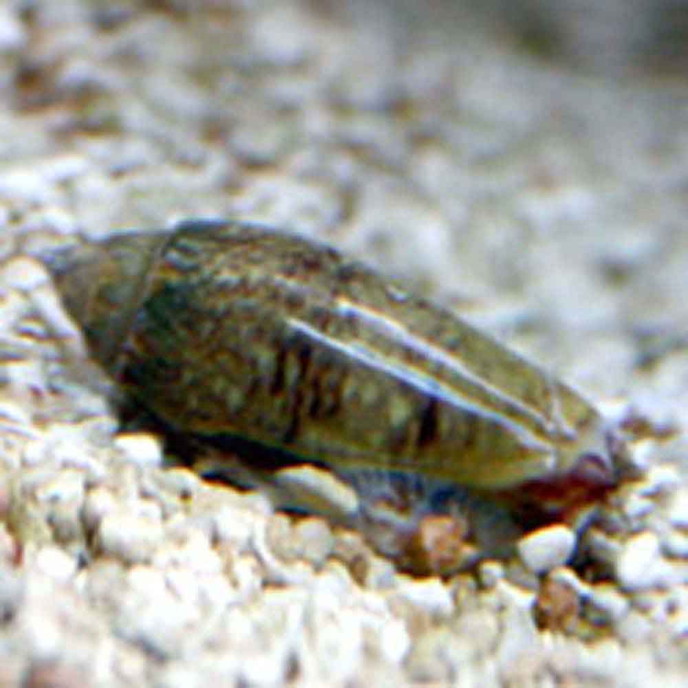 Olive Snail - Oliva sp. | That Fish Place