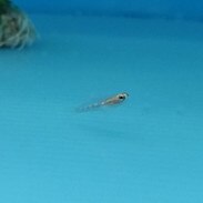 Gobies - Buy Tile, Goby Fish For Saltwater Aquarium | thatpetplace.com