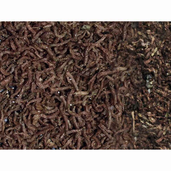Freeze Dried Bloodworms - 1 oz. | That Fish Place