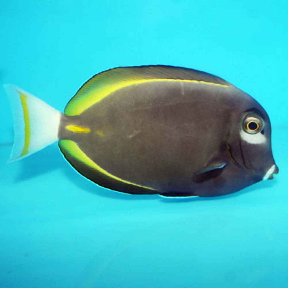 Powder Grey Tang - Acanthurus nigricans - Large | ThatPetPlace.com