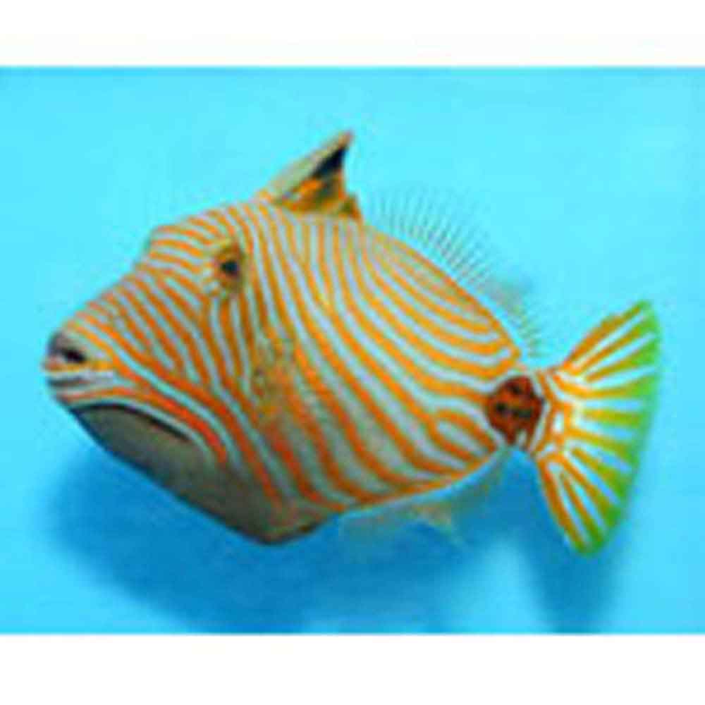 Undulated Trigger - Balistapus undulatus - Large | ThatPetPlace.com