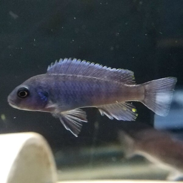 Labeotropheus fuelleborni | That Fish Place