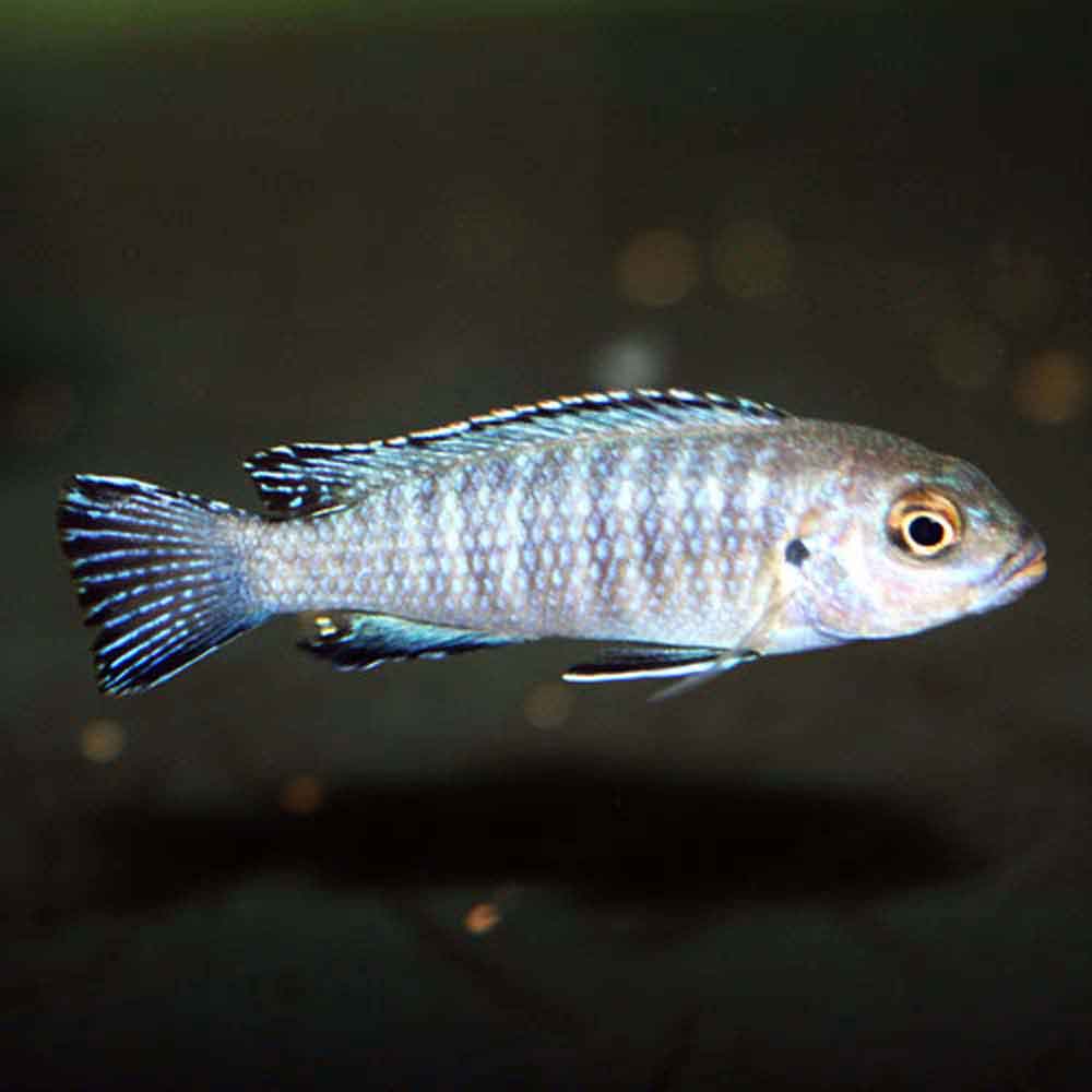 Powder Blue Cichlid - Pseudotropheus socolofi