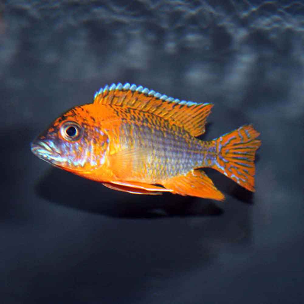 Ruby Red Peacock - Aulonocara rubescens - Adult