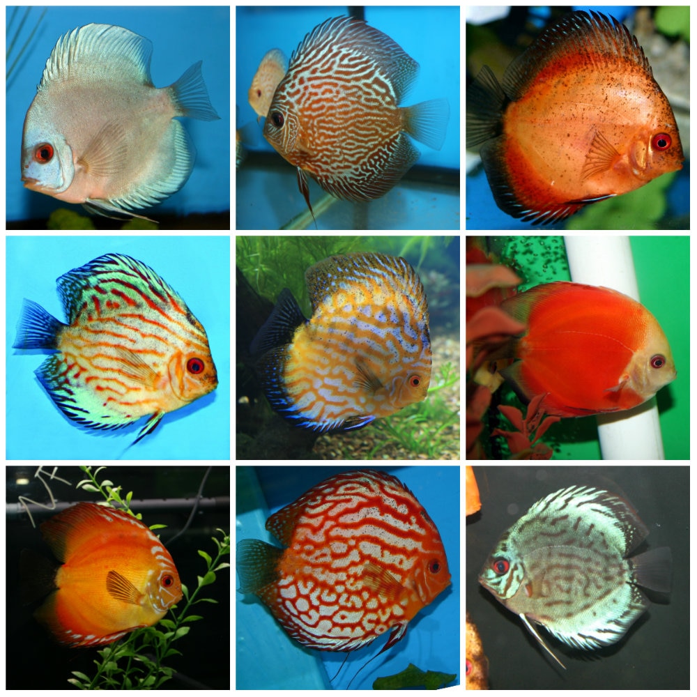 Different Types Of Discus Fish