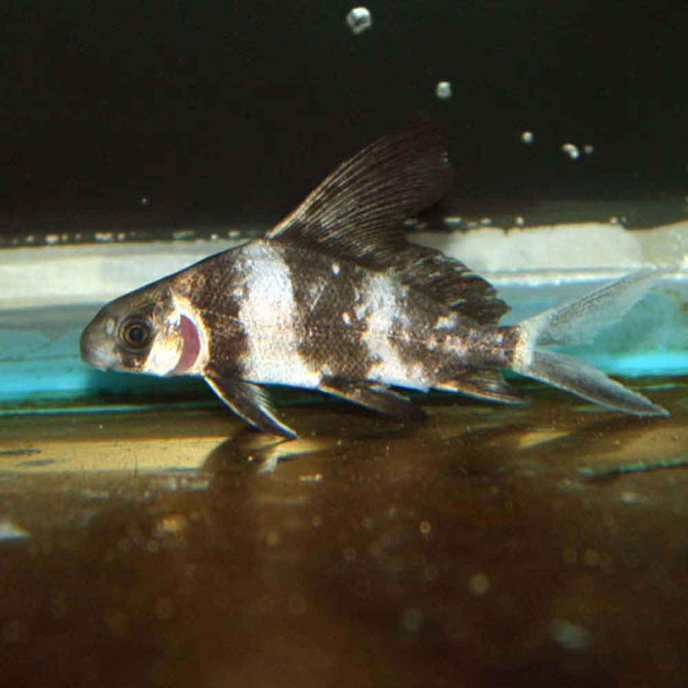 Banded Hifin Shark - Myxocyprinus asiaticus