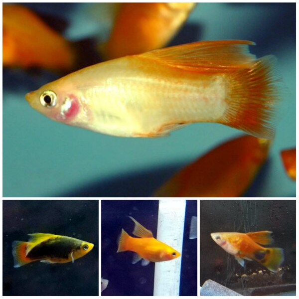 Assorted Hi-Fin Platy | That Fish Place