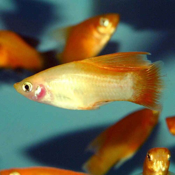 Assorted Hi-Fin Platy | That Fish Place