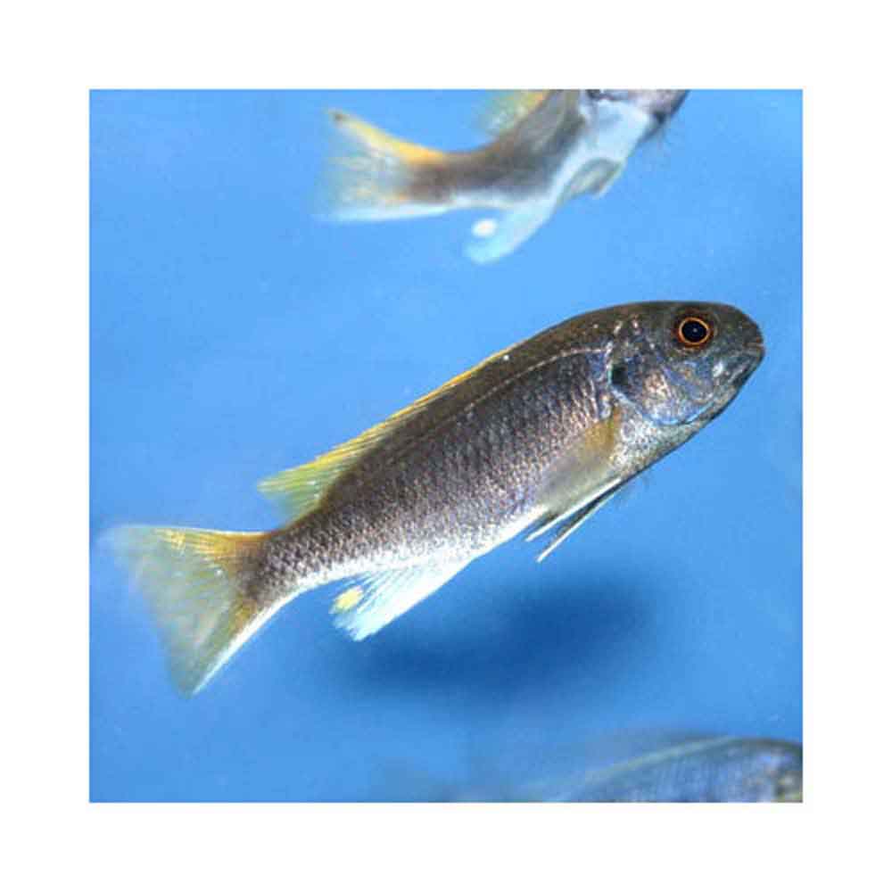 Msuli Yellowtail Acei - Pseudotropheus acei - Juvenile