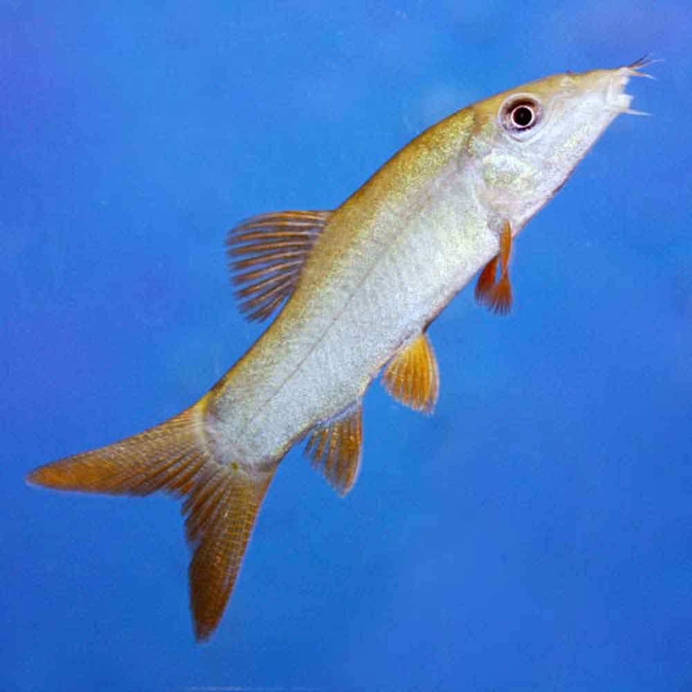 Blue Redtail Loach