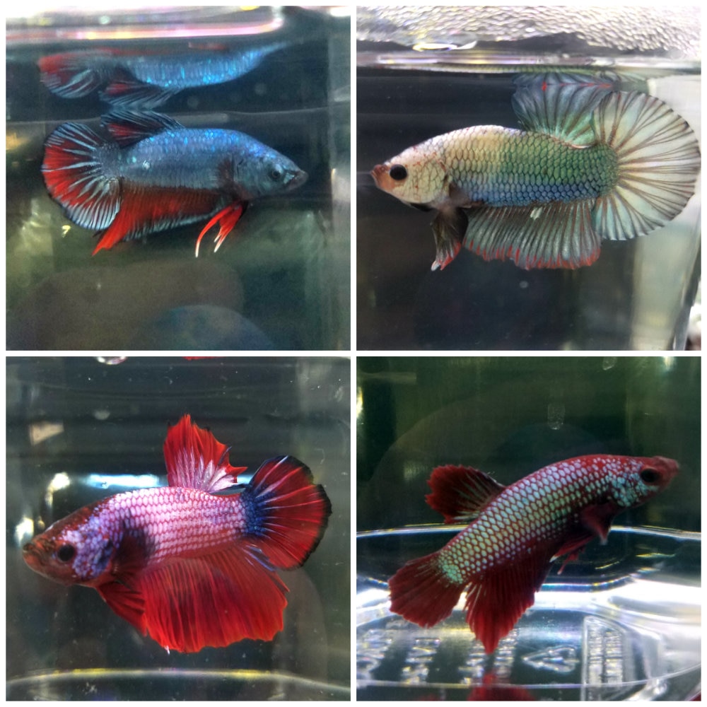 Crescent Betta - Betta imbellis - Male | ThatPetPlace.com