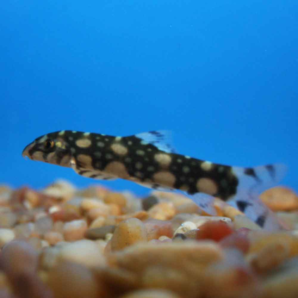 Angelicus Loach - Botia kubotai - Small | That Fish Place