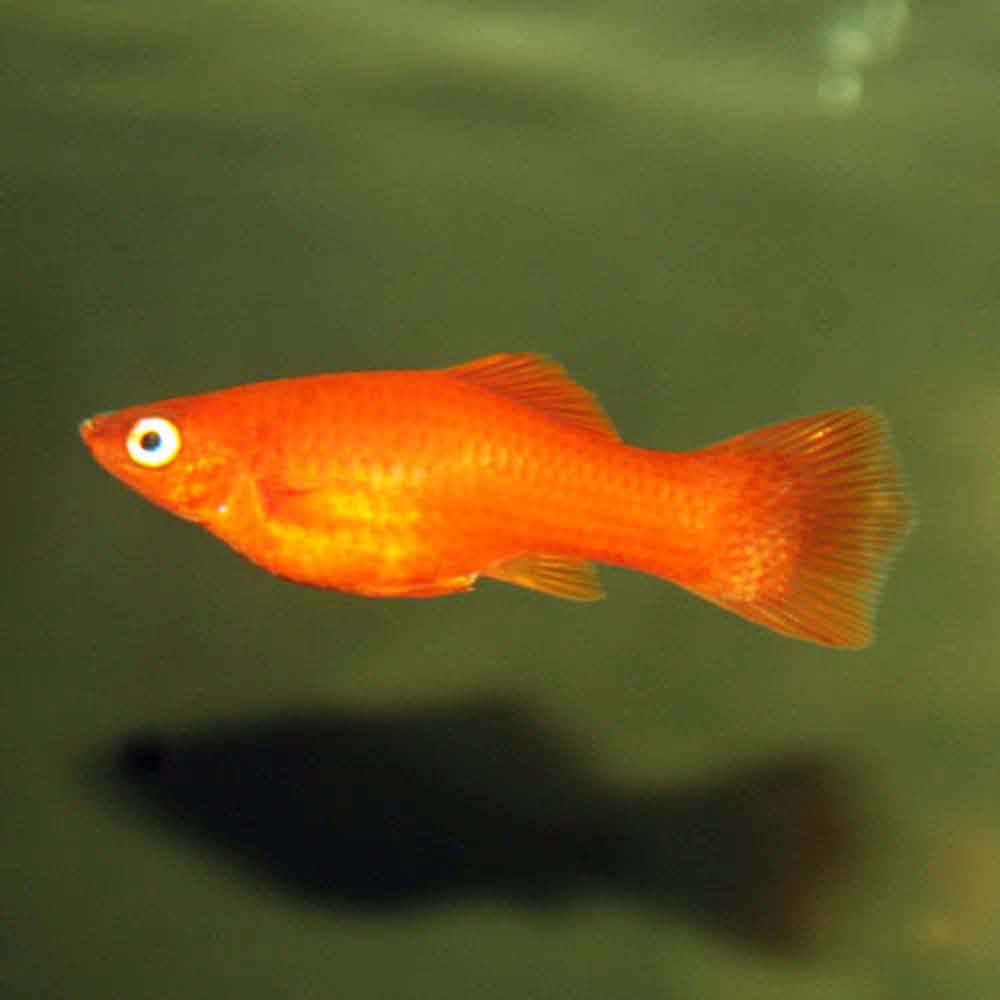 Red Velvet Swordtail - Xiphophorus helleri | ThatPetPlace.com