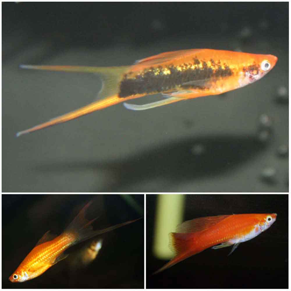 Lyretail/Hifin Swordtail - Xiphophorus helleri