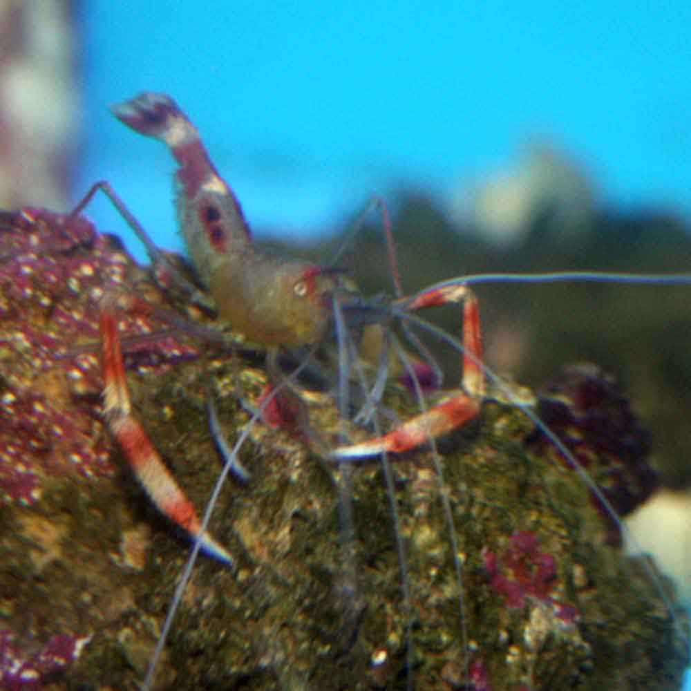 Golden Banded Coral Shrimp - Stenopus scutellatus
