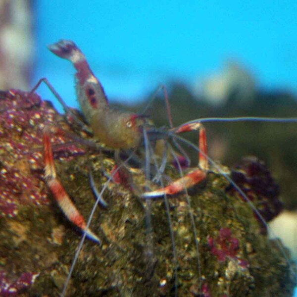 Golden Banded Coral Shrimp - Stenopus scutellatus