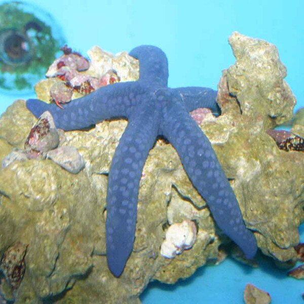 Blue Linckia Starfish - Linckia laevigata | ThatPetPlace.com