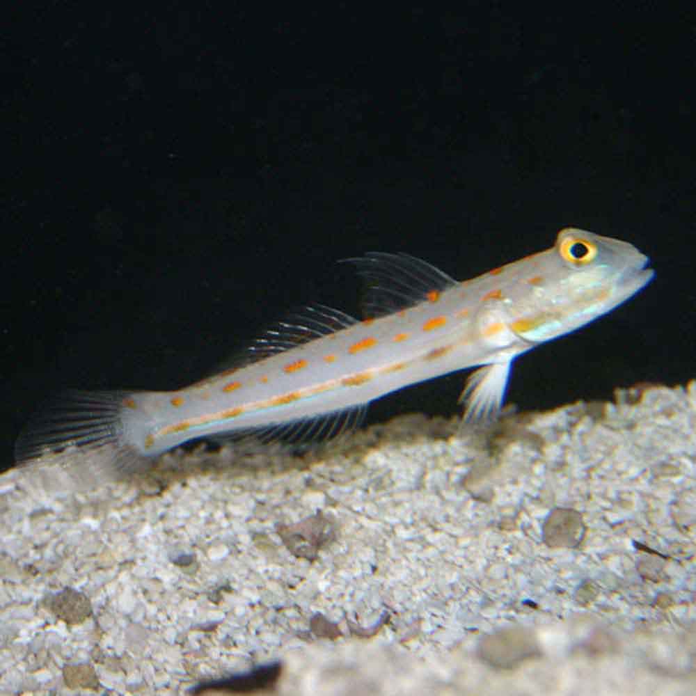 Diamond Goby - Valenciennea puellaris - Medium