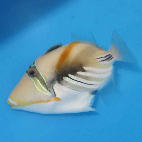 Huma Huma Trigger - Rhinecanthus aculeatus - Medium