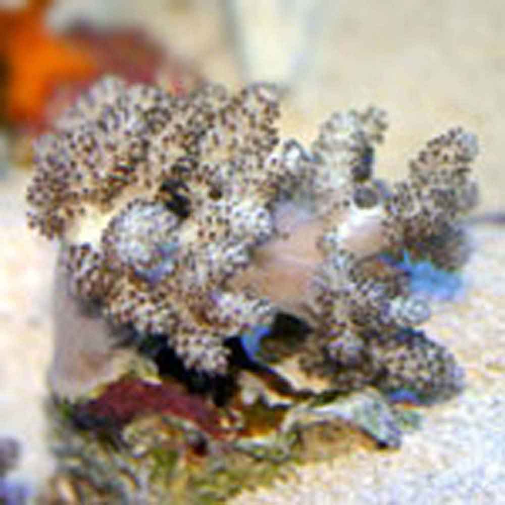 Kenya Tree Coral - Capnella sp. - Medium | That Fish Place