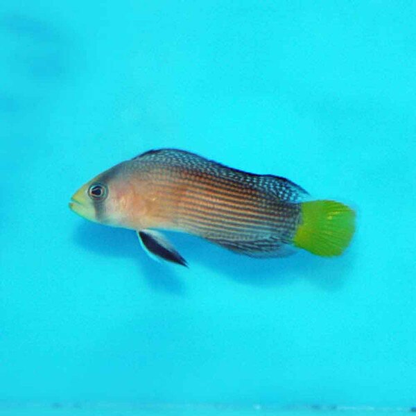 splendid dottyback max size
