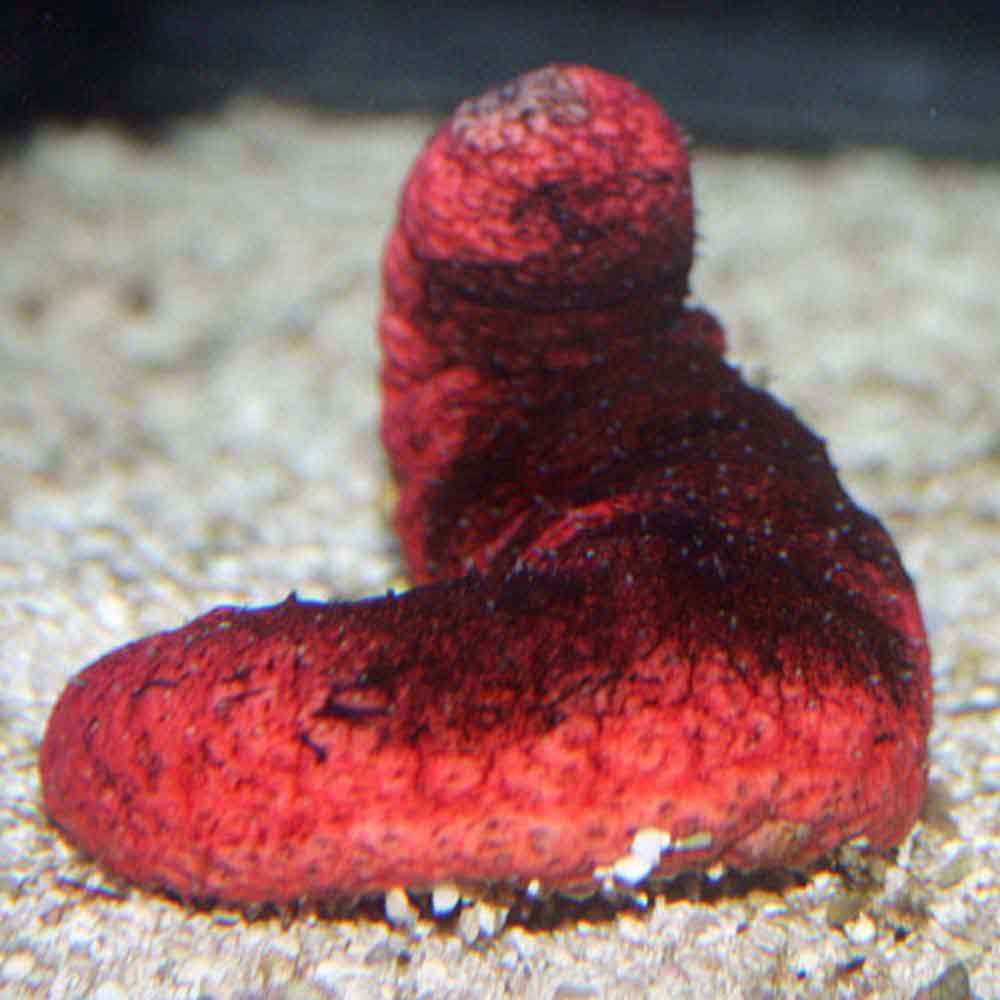 Pink Sandsifting Cucumber - Holothuria edulis