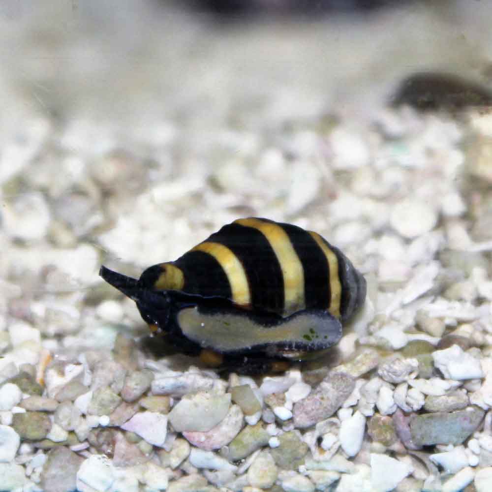 Bumblebee Snail - Pusiostoma mendicaria | That Fish Place