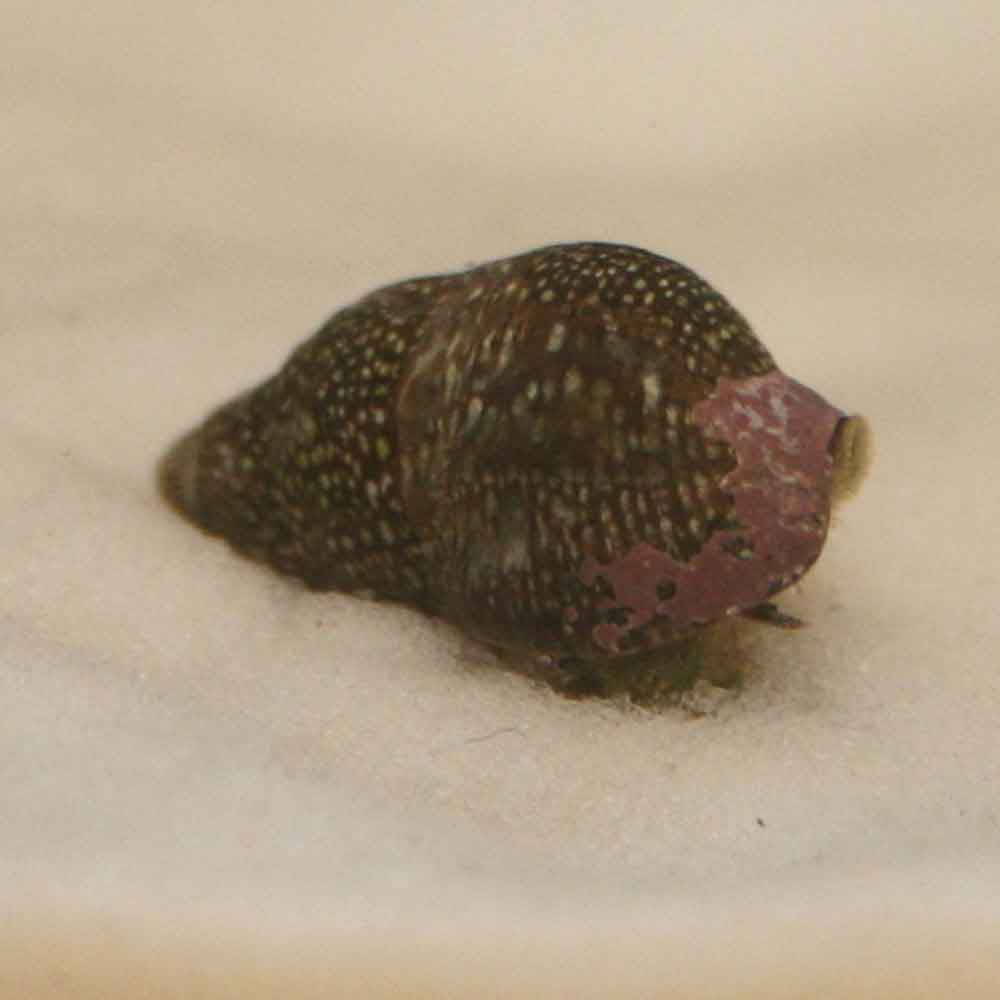 Cerith Snail - Cerithium sp. - Small | That Fish Place