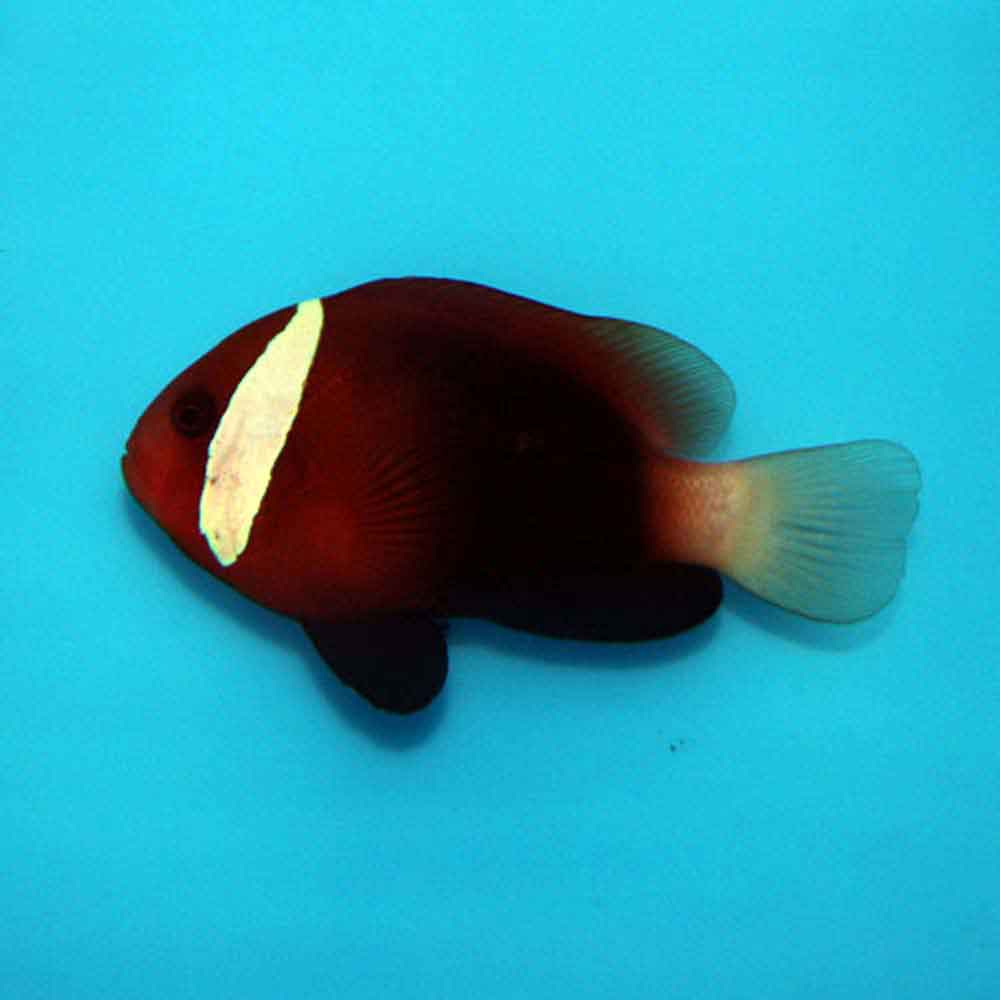 Cinnamon Clownfish - Amphiprion melanopus - Small Captive Bred