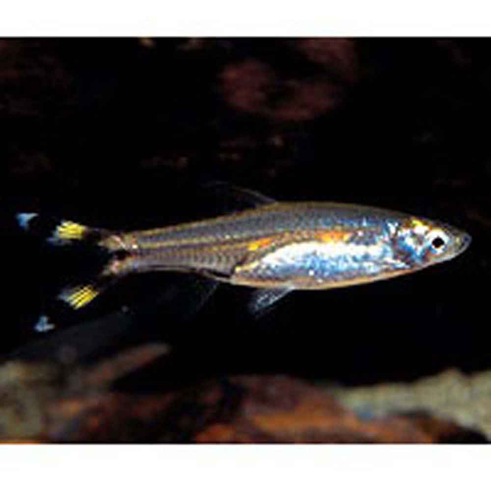 Scissortail Rasbora - Rasbora trilineata