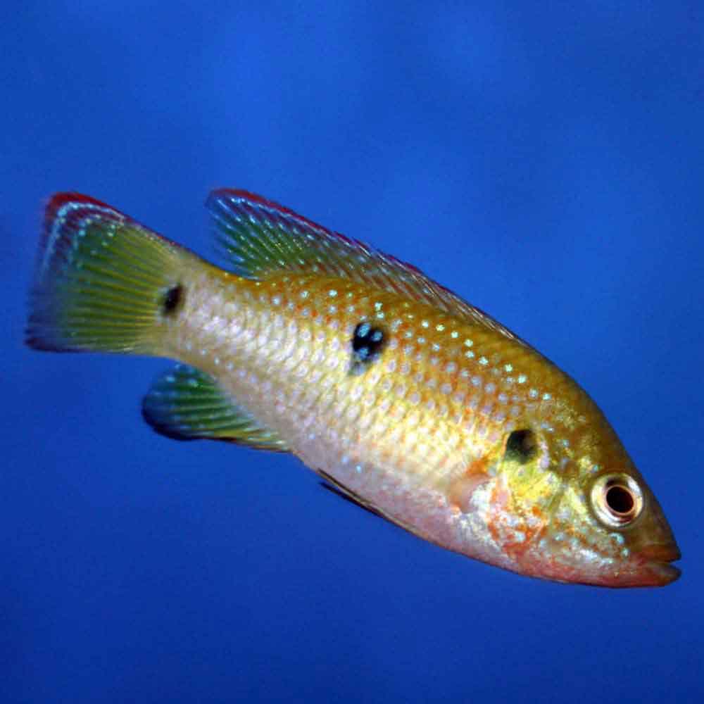 Hemichromis Guttatus