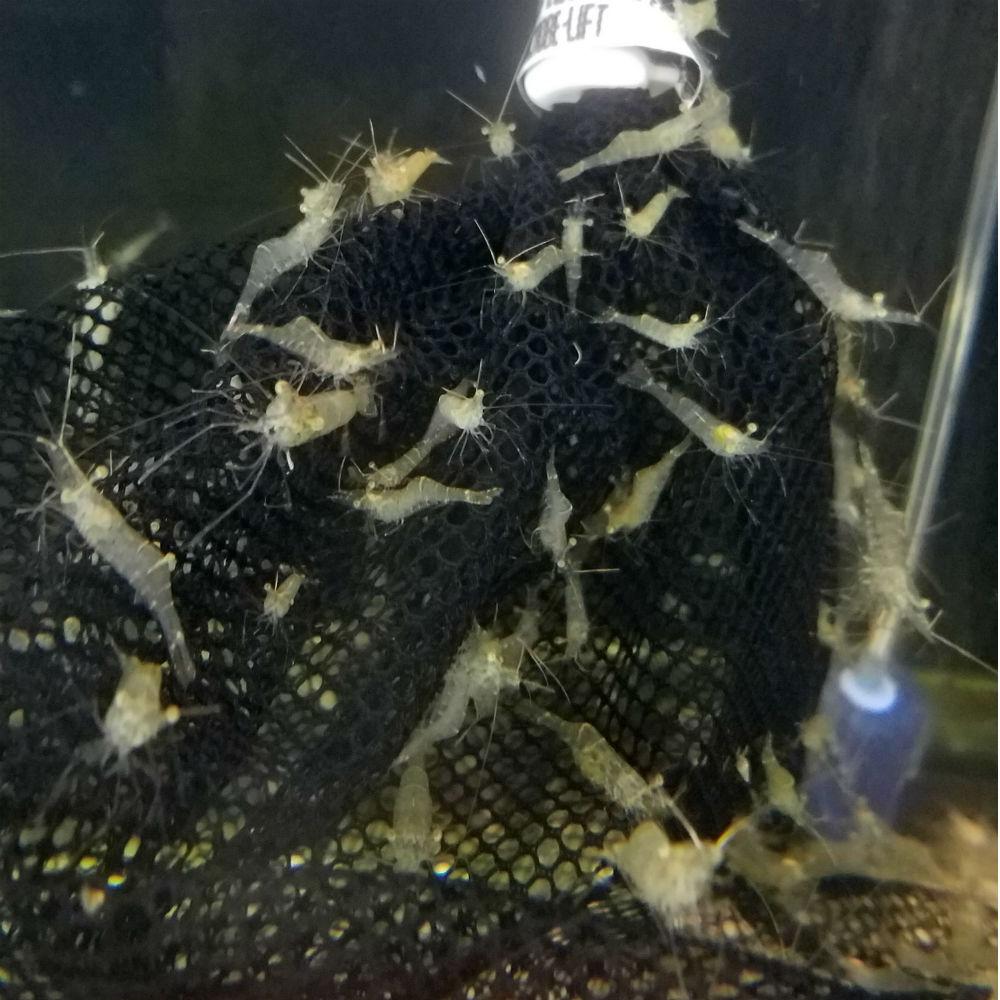 Ghost Shrimp Feeder | ThatPetPlace.com