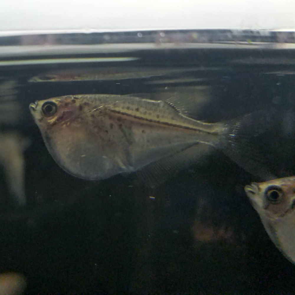 Silver Hatchet - Gasteropelecus sternicla | ThatPetPlace.com
