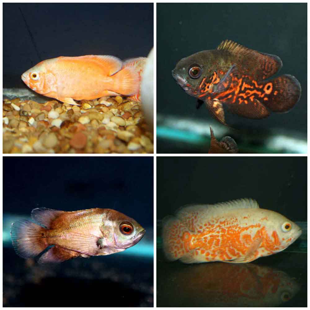 Assorted Oscar - Small | ThatPetPlace.com