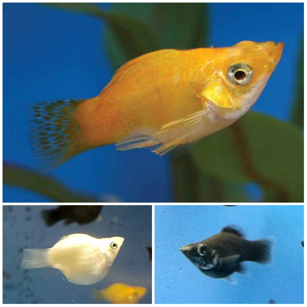 Assorted Balloon Molly - Poecilia latipinna