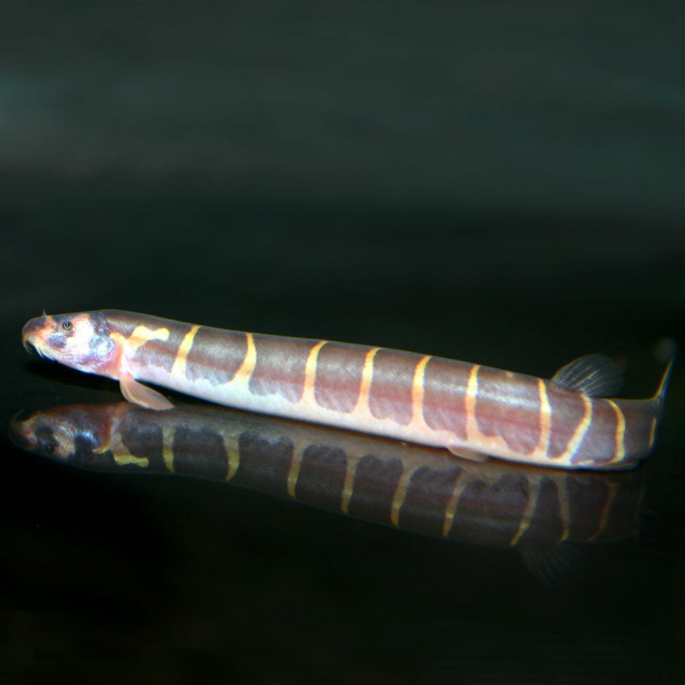 Kuhli Loach - Pangio kuhlii | ThatPetPlace.com