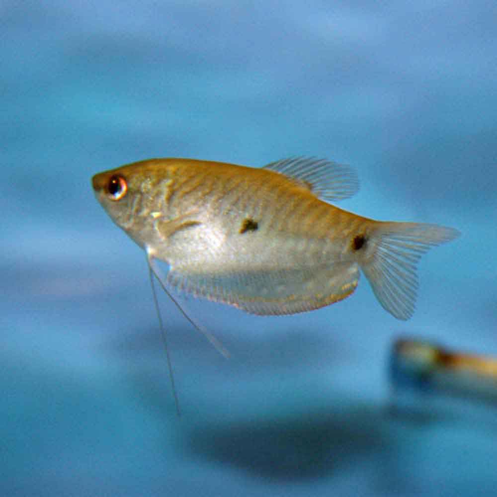 Lavender Gourami