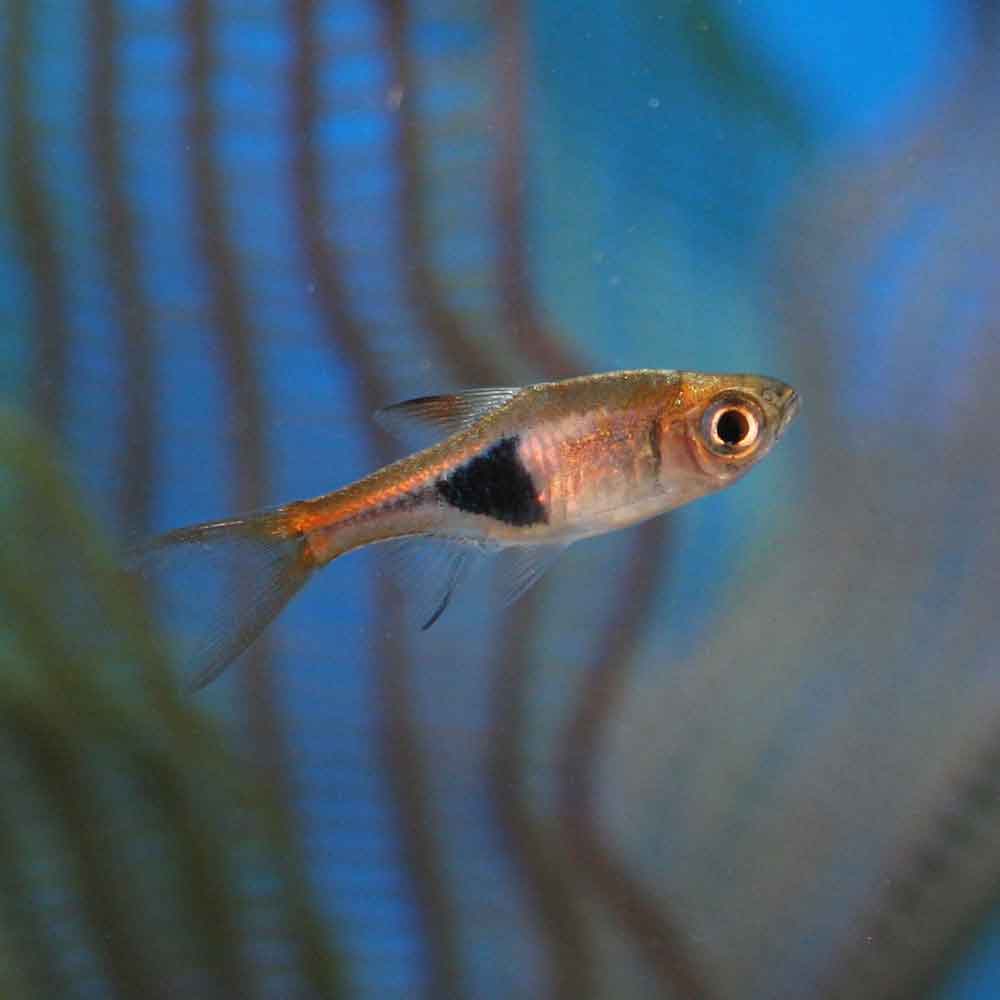 Blue Harlequin Rasbora