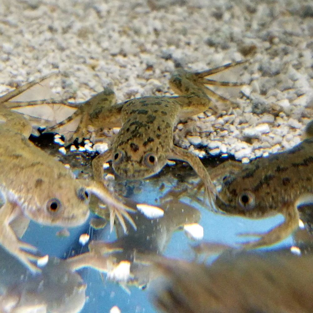 African Claw Frog - Xenopus laevis | ThatPetPlace.com