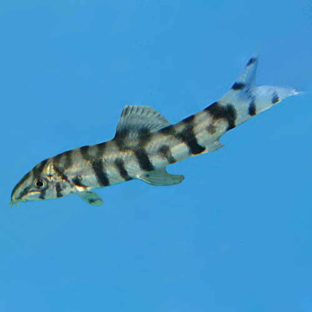 Yo-Yo Loach - Botia almorhae | That Fish Place