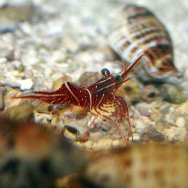 Camel Shrimp - Rhynchocinetes durbanensis