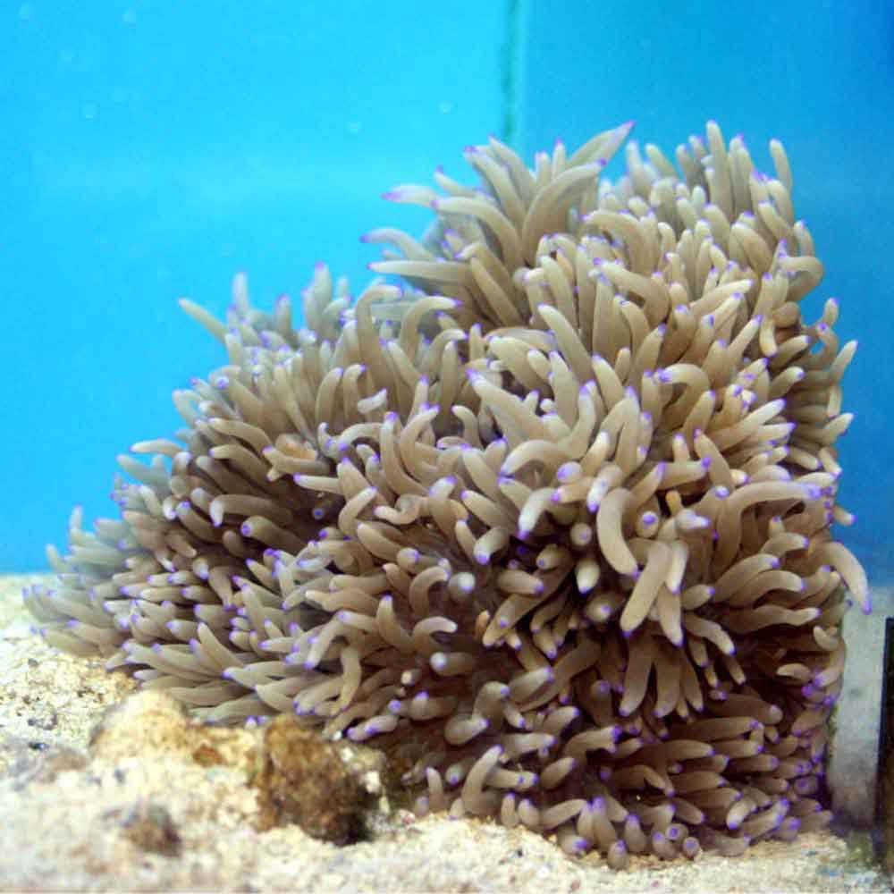 Sebae Anemone - Heteractis crispa - Small/Medium
