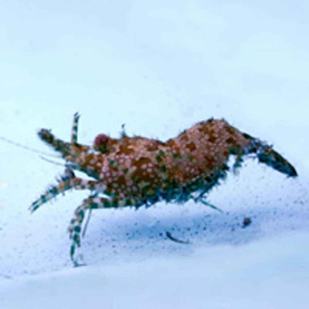 Saron Shrimp - Saron marmoratus | ThatPetPlace.com