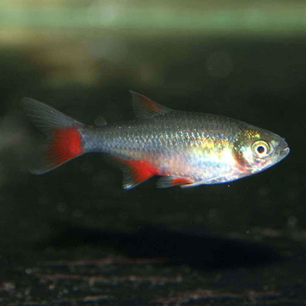 Bloodfin Tetra - Aphyocharax anisitsi | That Fish Place