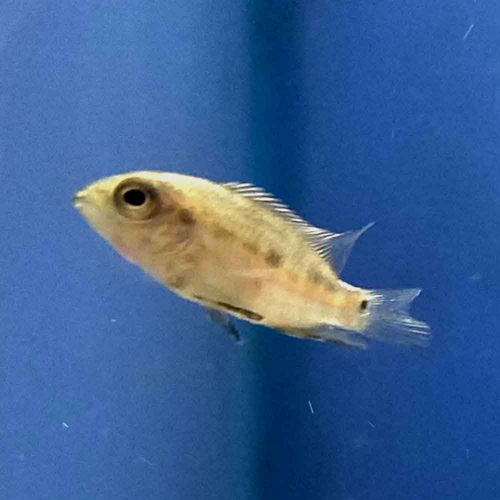 True Red Terror - Amphilophus festae - Small