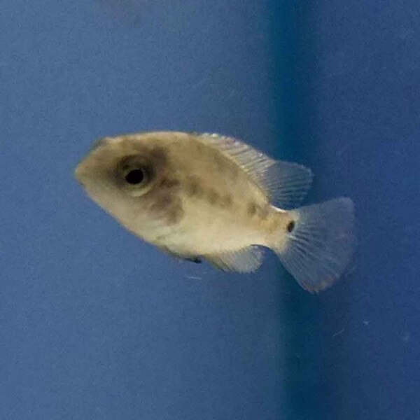 True Red Terror - Amphilophus festae - Small