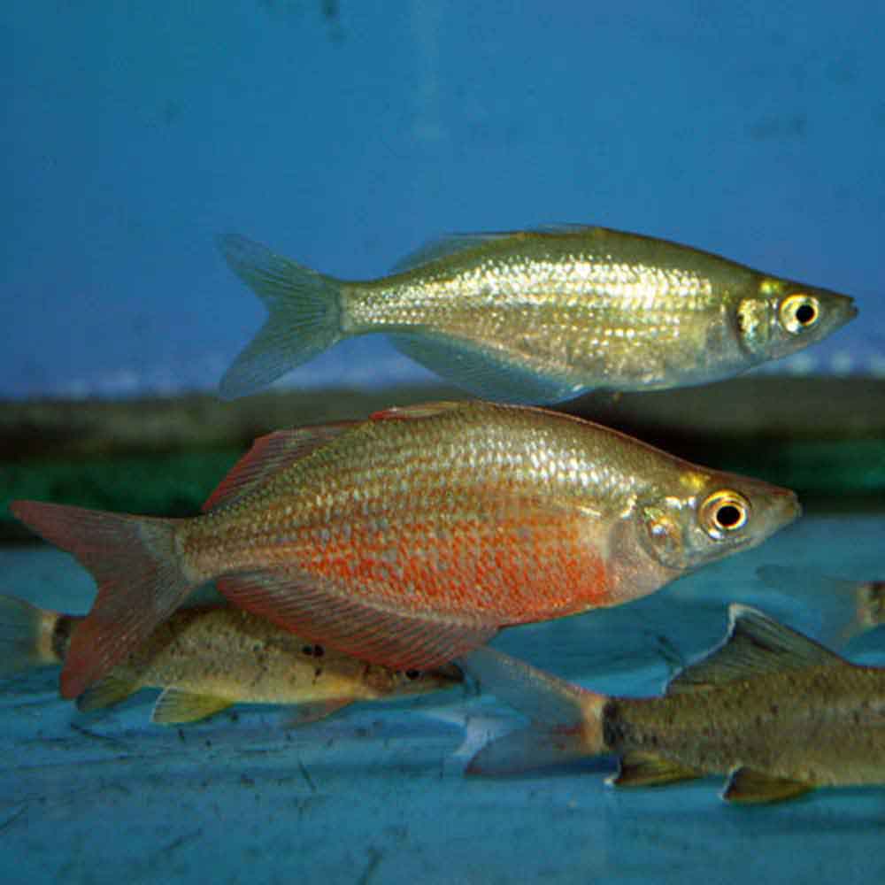 Millenium Rainbow Fish