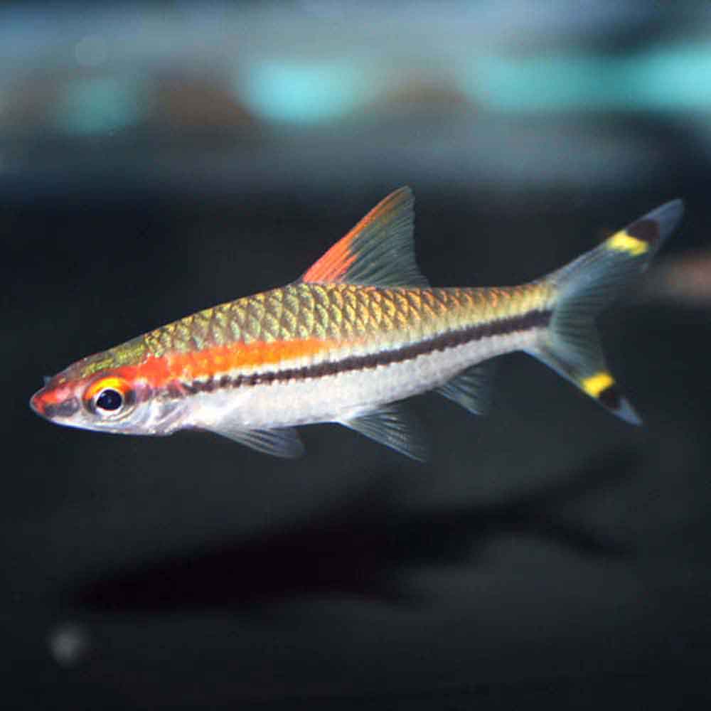 Redline Torpedo Barb - Sahyadria denisonii - Small | ThatPetPlace.com
