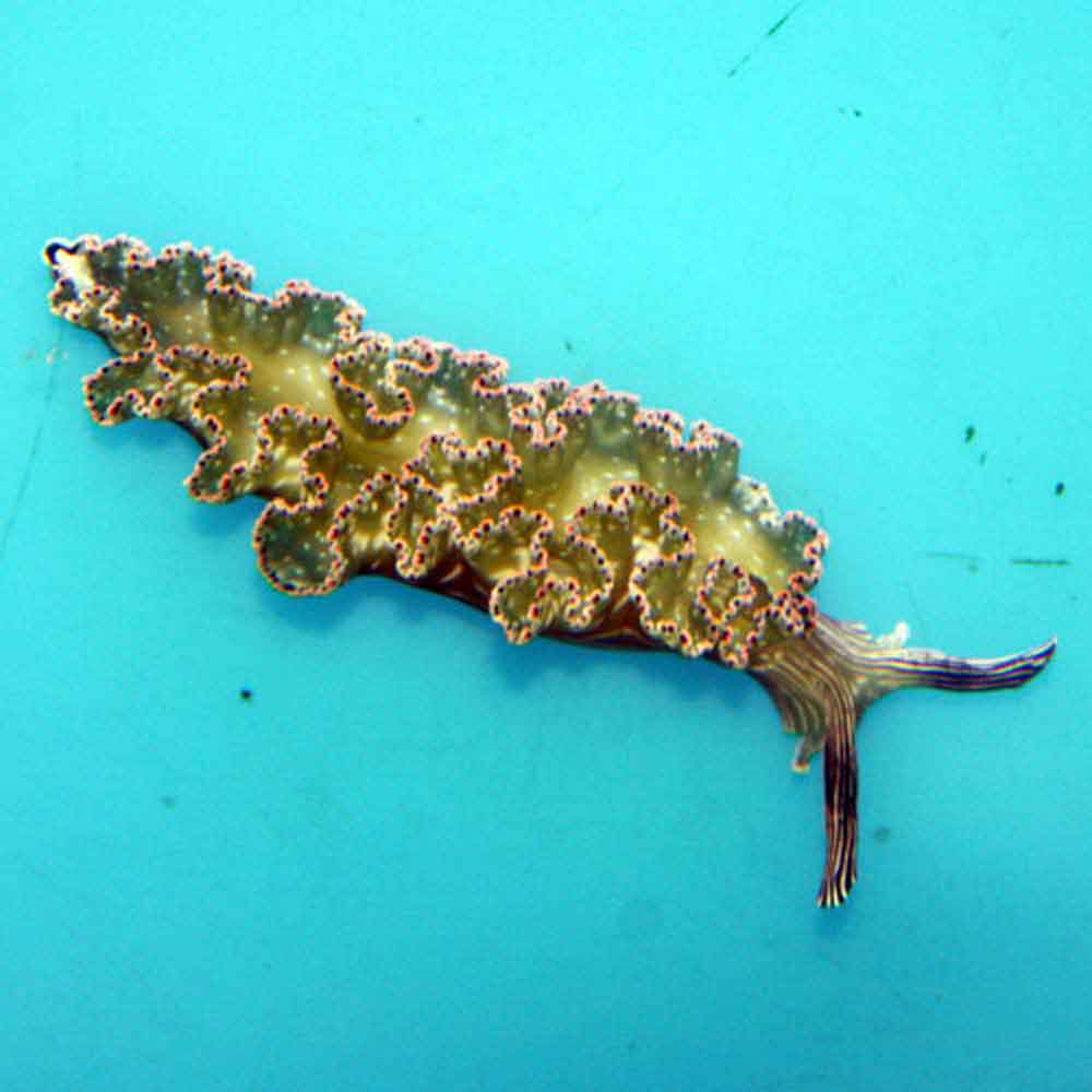 Lettuce Sea Slug Body
